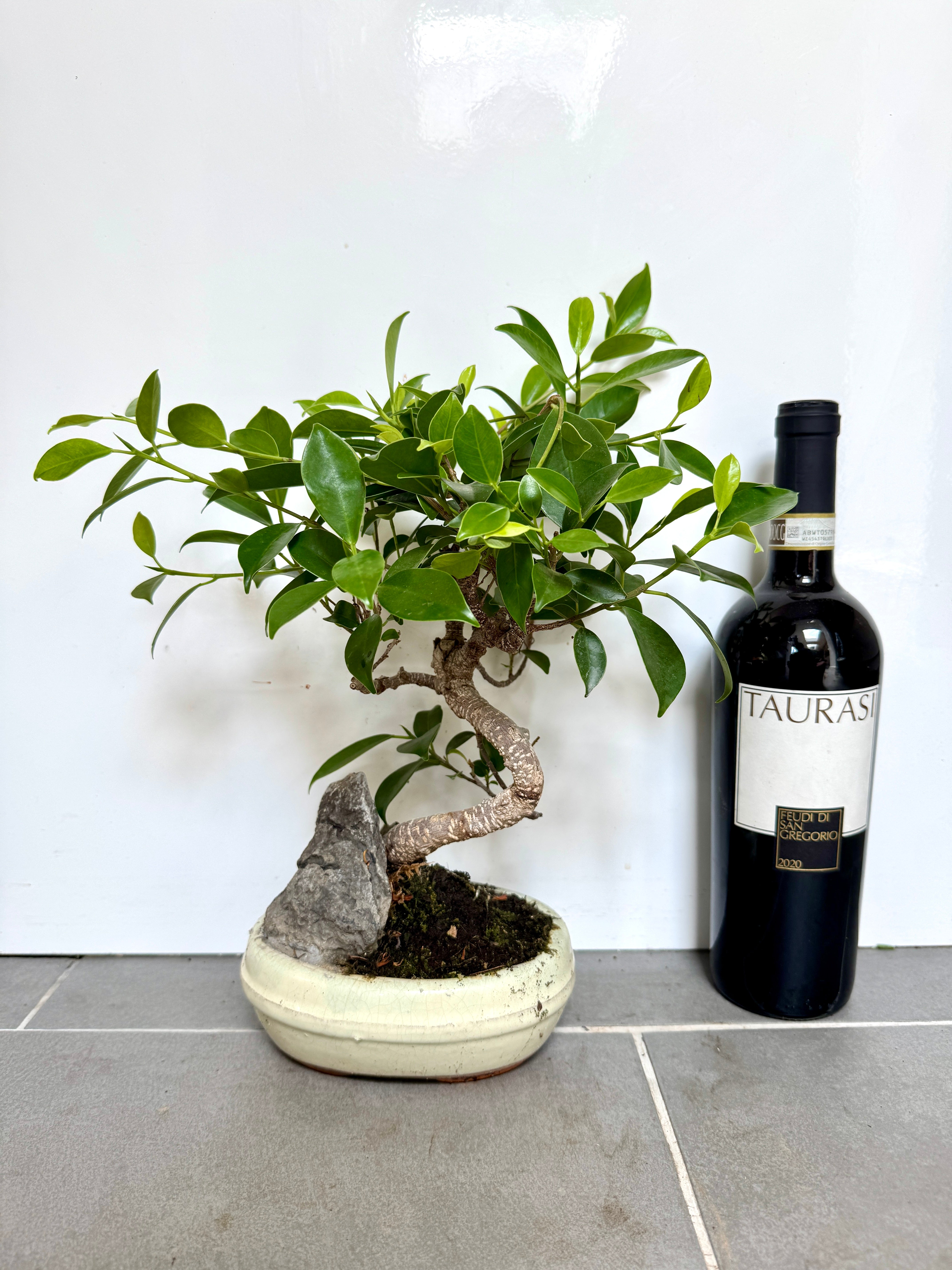 30cm Bonsai Tree in Ceramic Dish – Bristol Plant Man