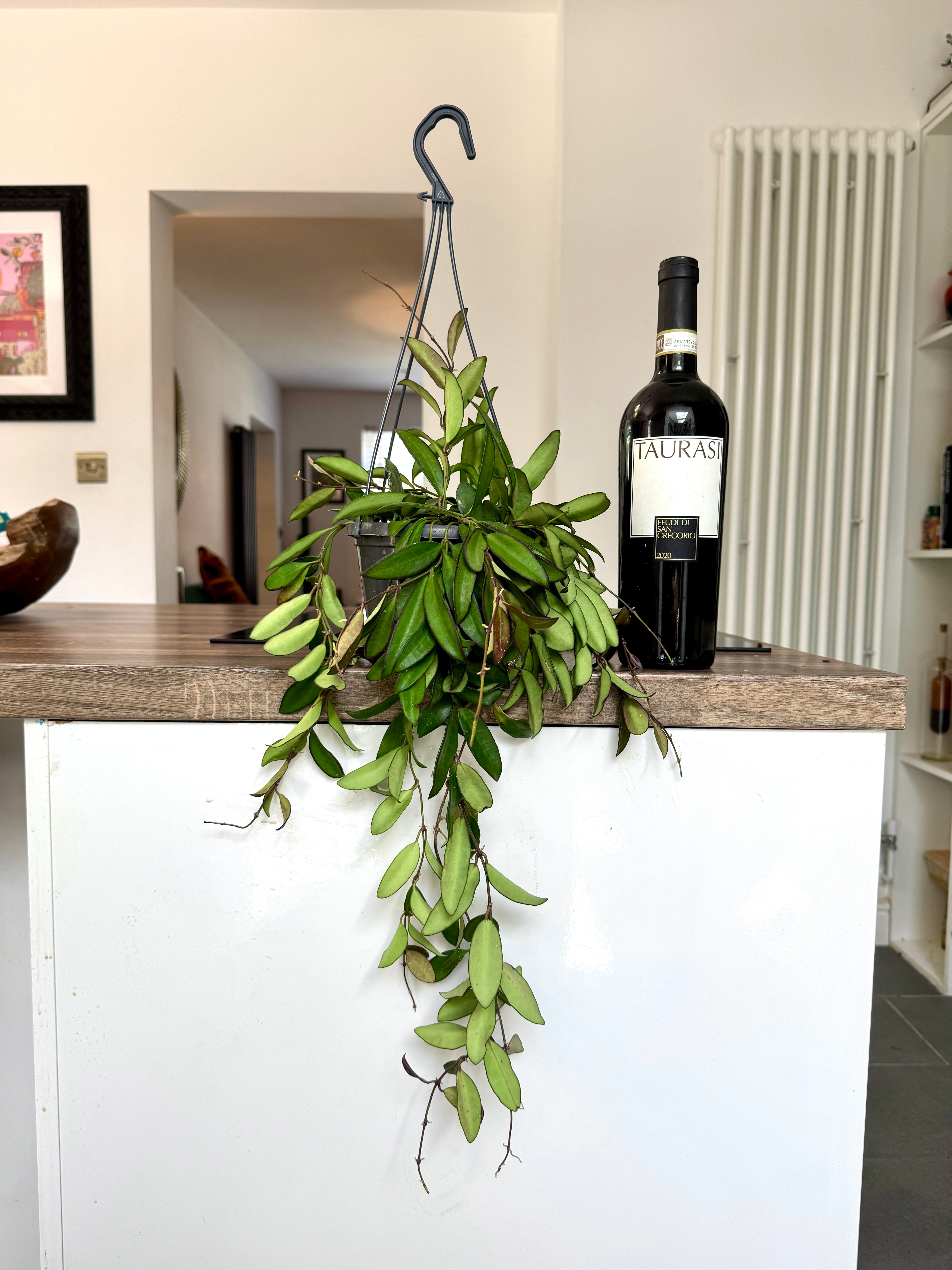 50cm Hanging Hoya Rosita – Bristol Plant Man