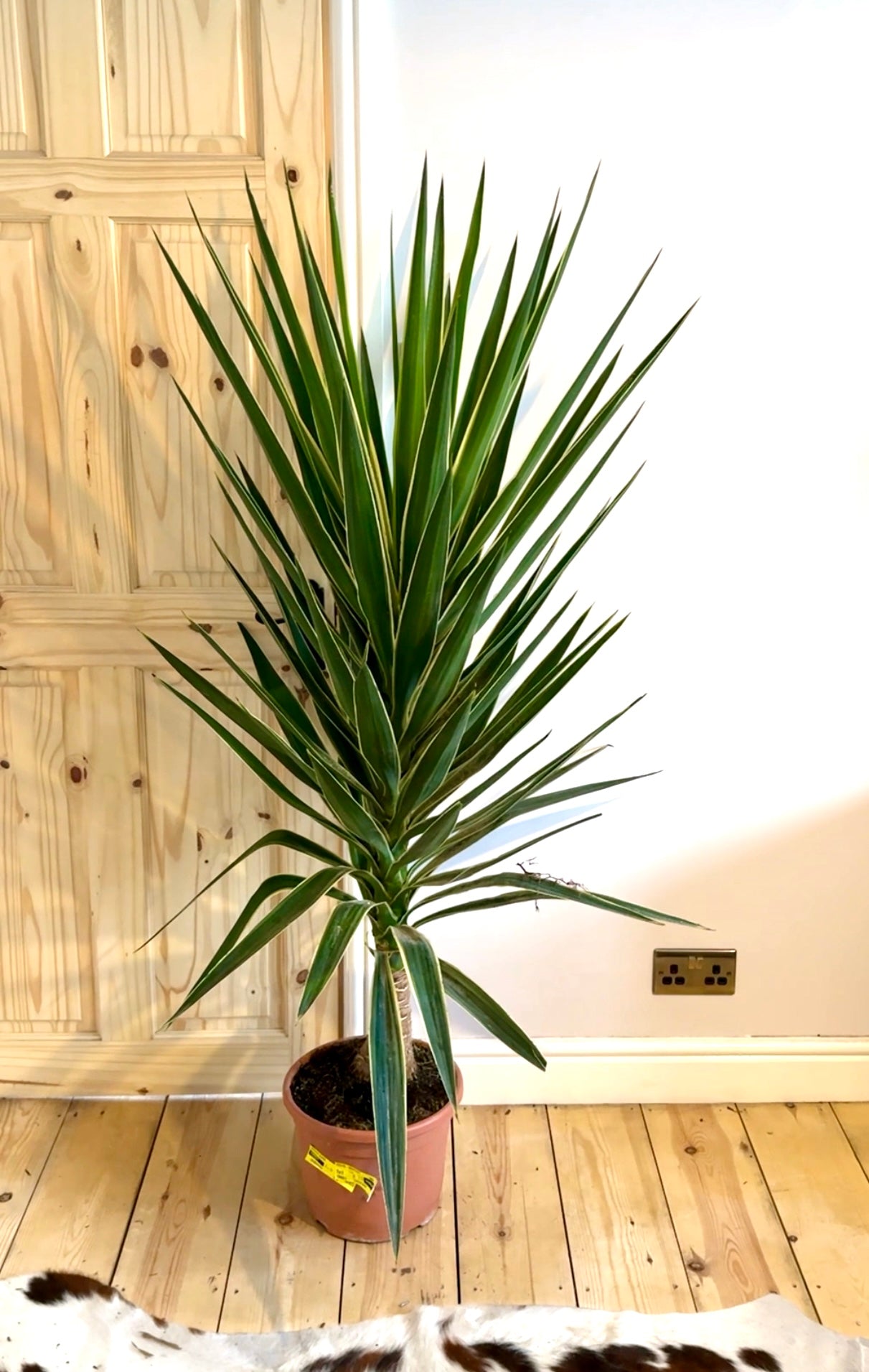 160cm Yucca Puck – Bristol Plant Man