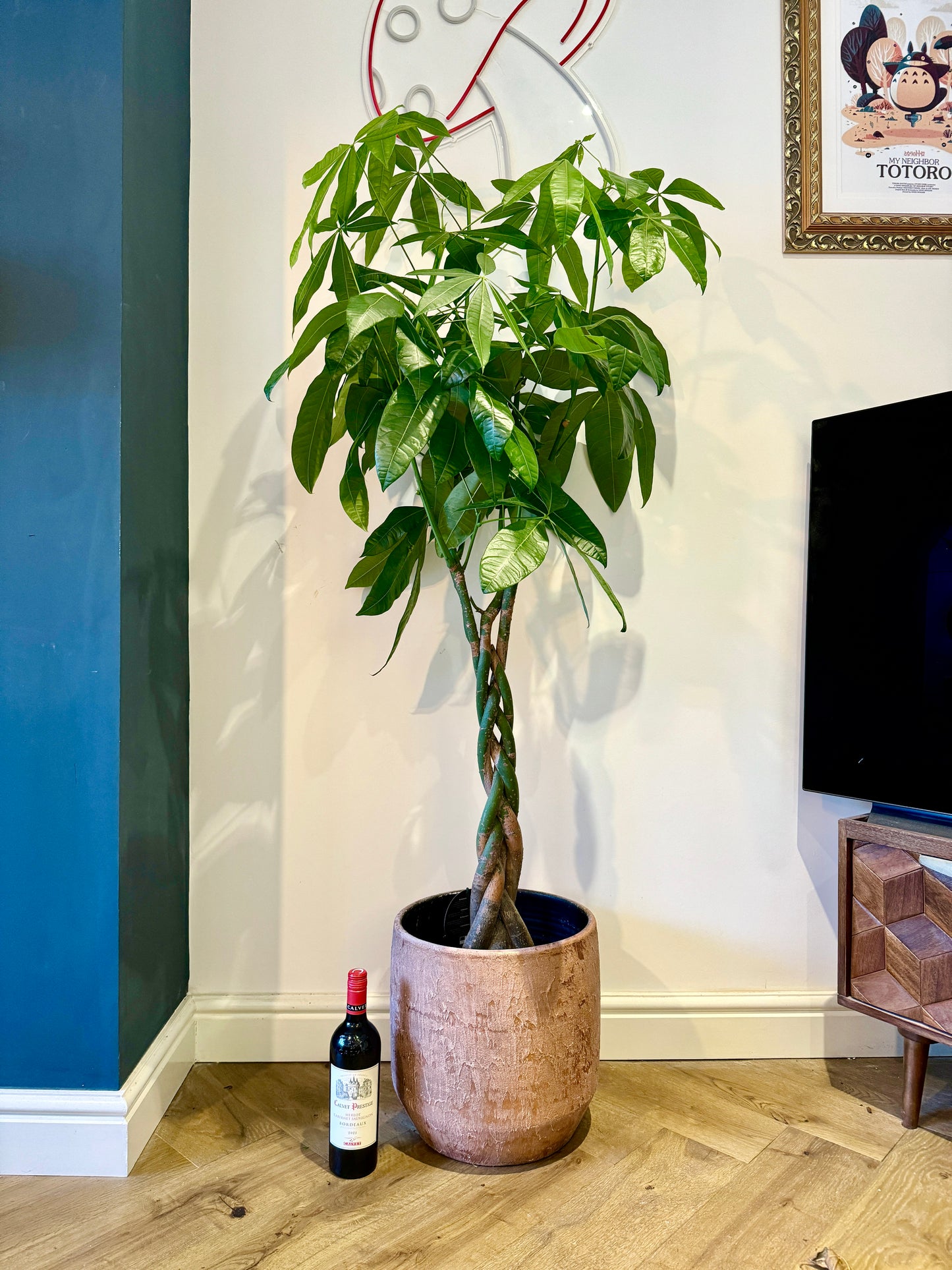 150cm Pachira Aquatica (Money Tree) – Bristol Plant Man