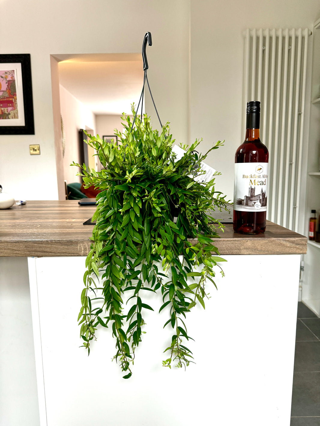 Hanging Plants – Bristol Plant Man