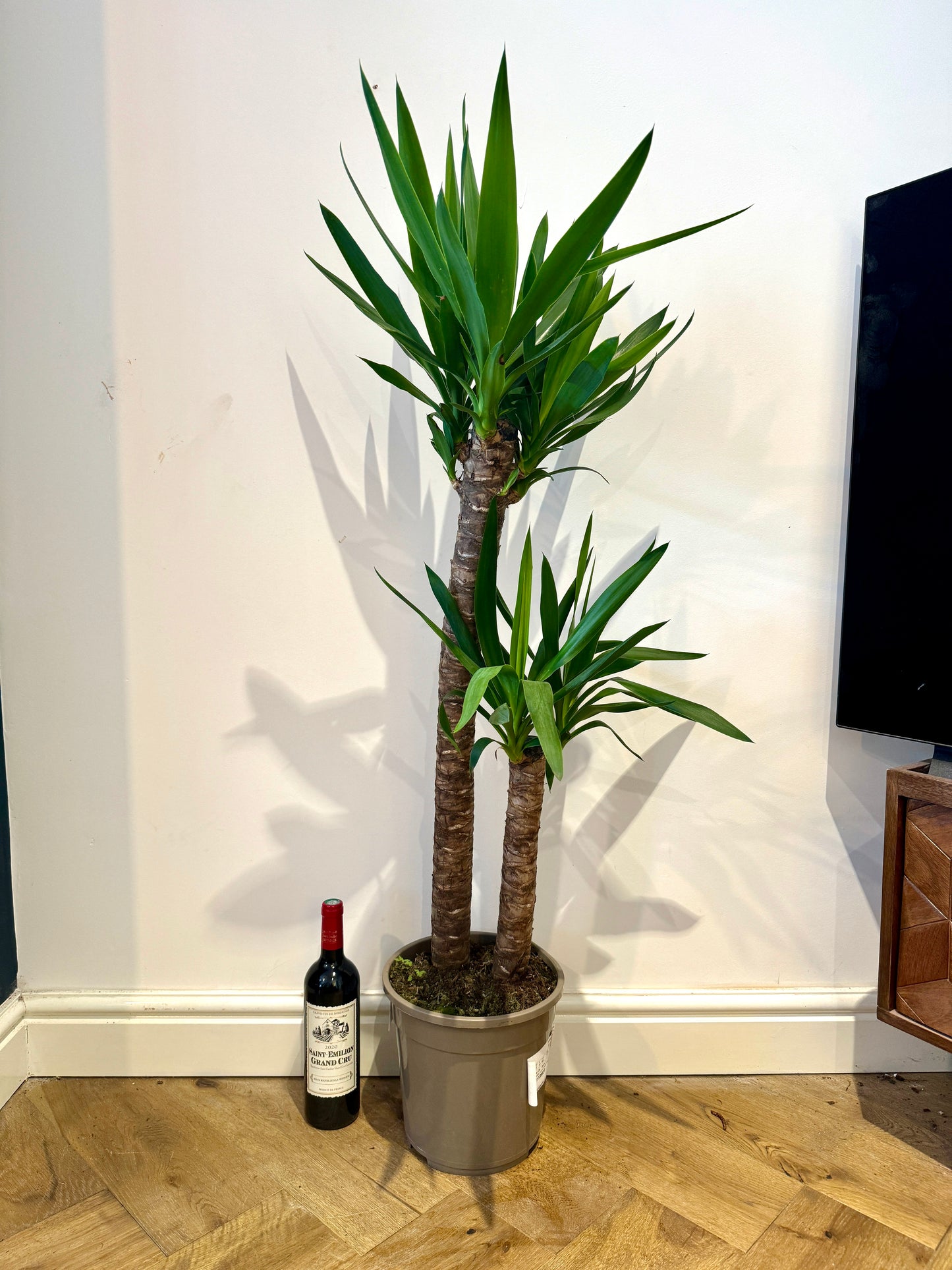 120cm Double Stem Yucca – Bristol Plant Man