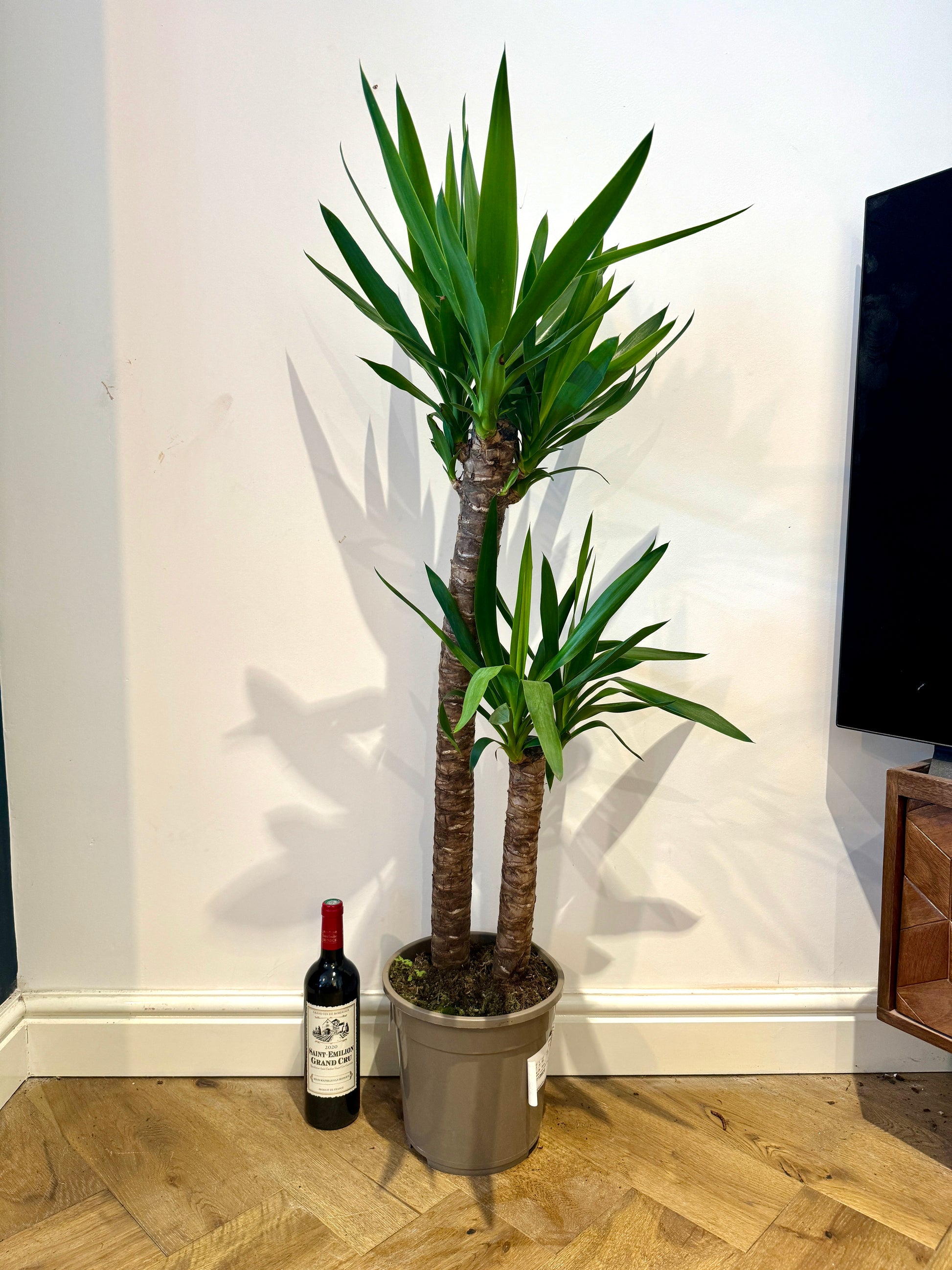 120cm Double Stem Yucca – Bristol Plant Man