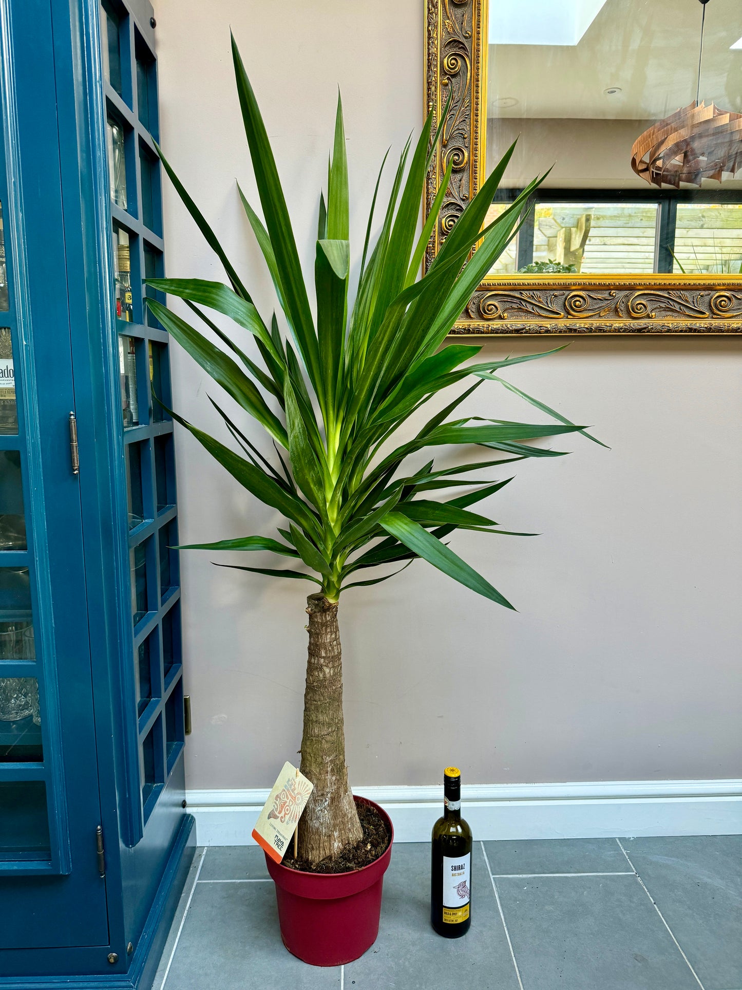 130cm Yucca Maya Tree – Bristol Plant Man