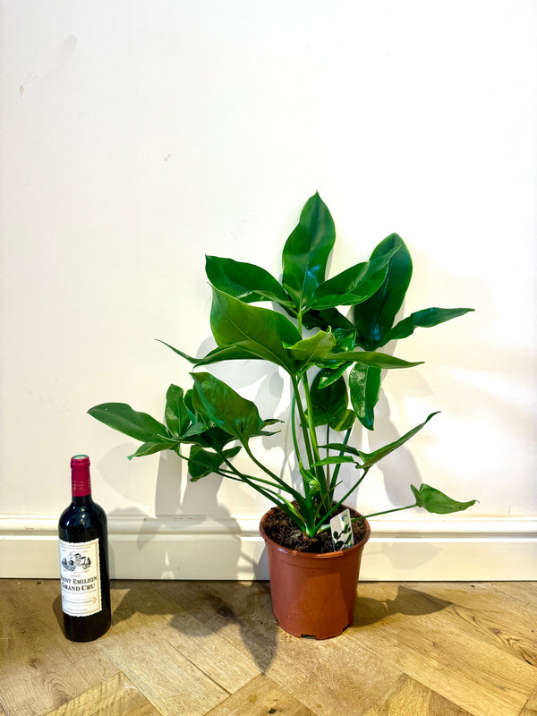 80cm Philodendron Fun Bun – Bristol Plant Man