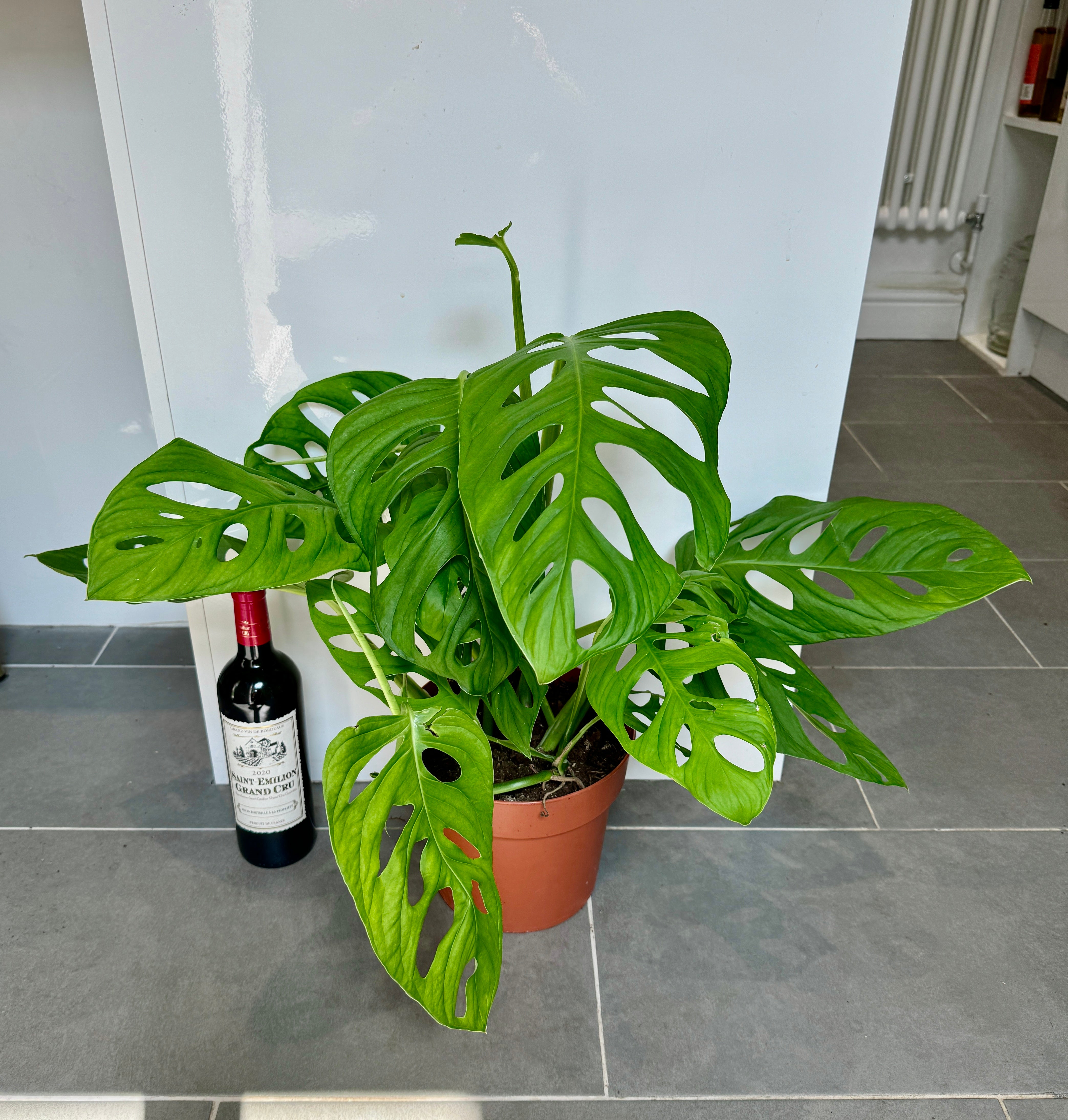 60cm Large Form Monstera Adansonii – Bristol Plant Man
