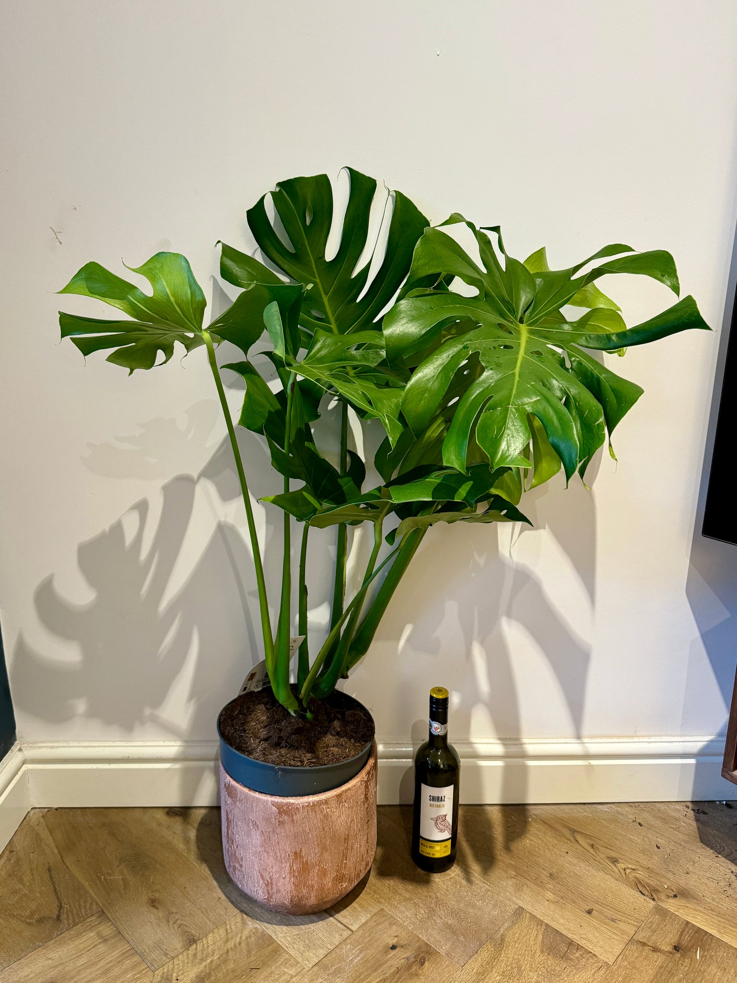 100cm Monstera Deliciosa (Swiss Cheese Plant) – Bristol Plant Man
