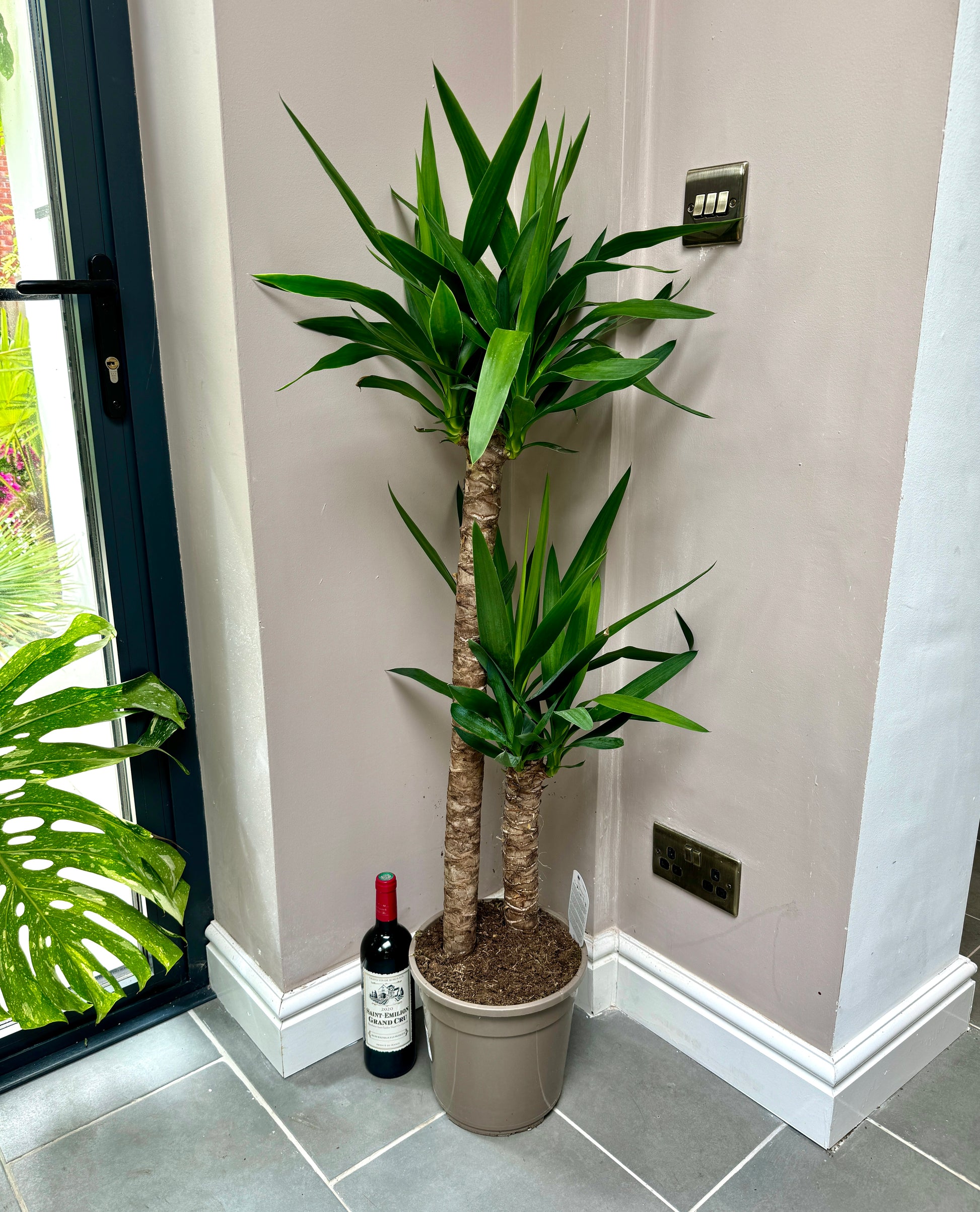 125cm Double Stem Yucca – Bristol Plant Man