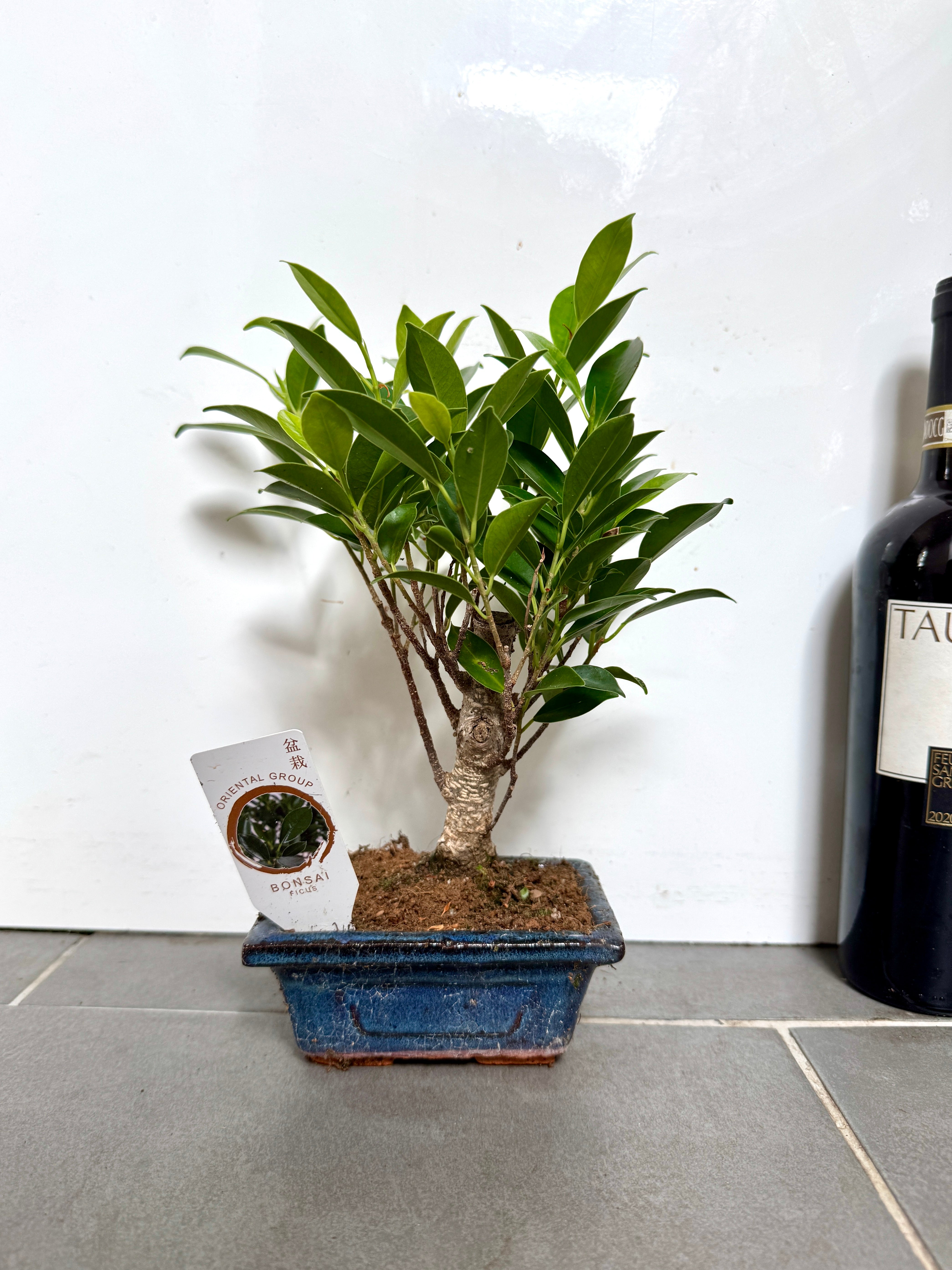30cm Mixed Bonsai in Ceramic Dish – Bristol Plant Man
