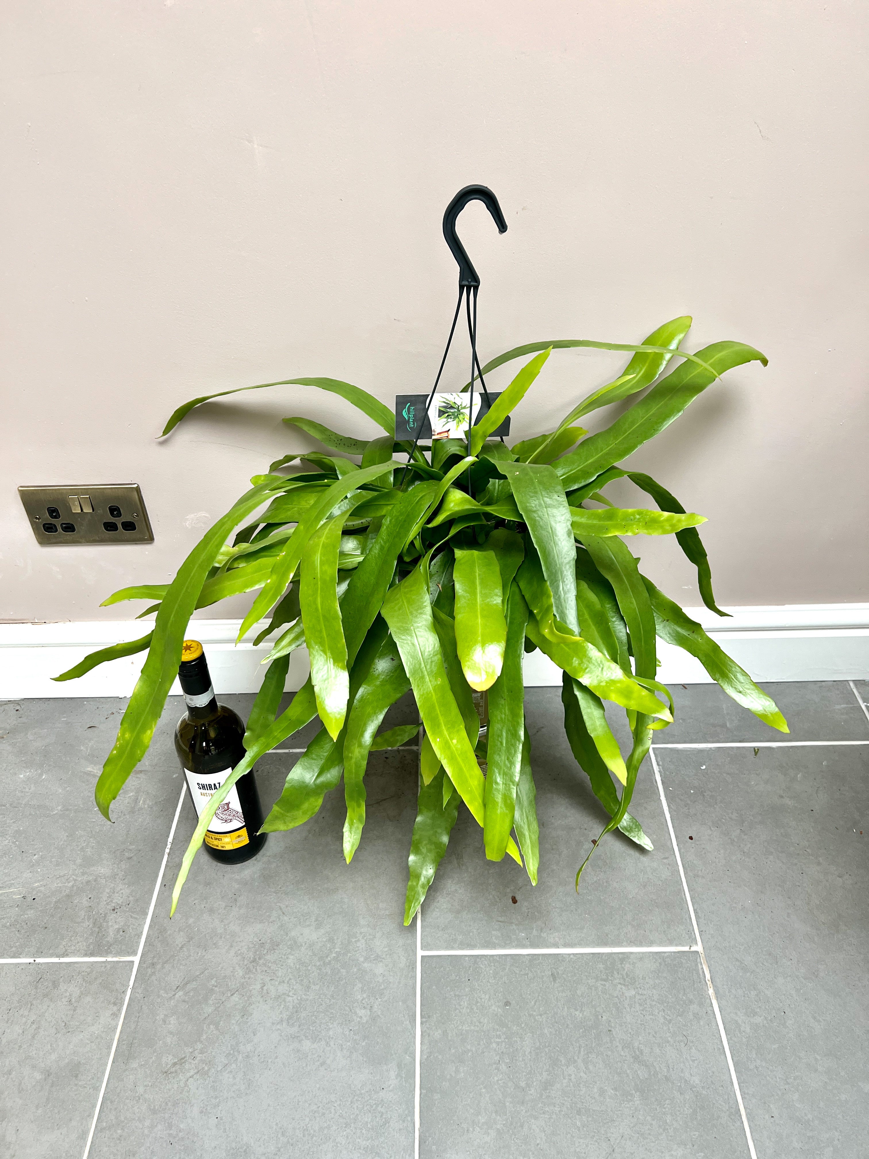 60cm Epiphyllum Hanging Plant – Bristol Plant Man