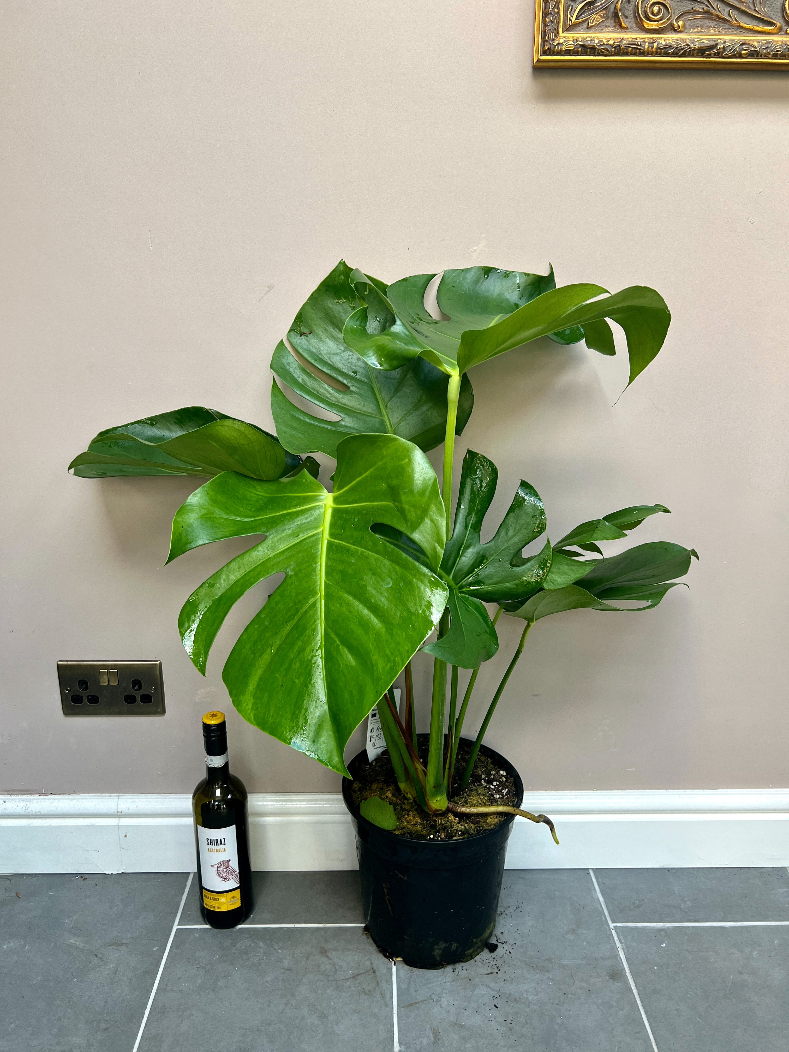 100cm Swiss Cheese Monstera Deliciosa – Bristol Plant Man
