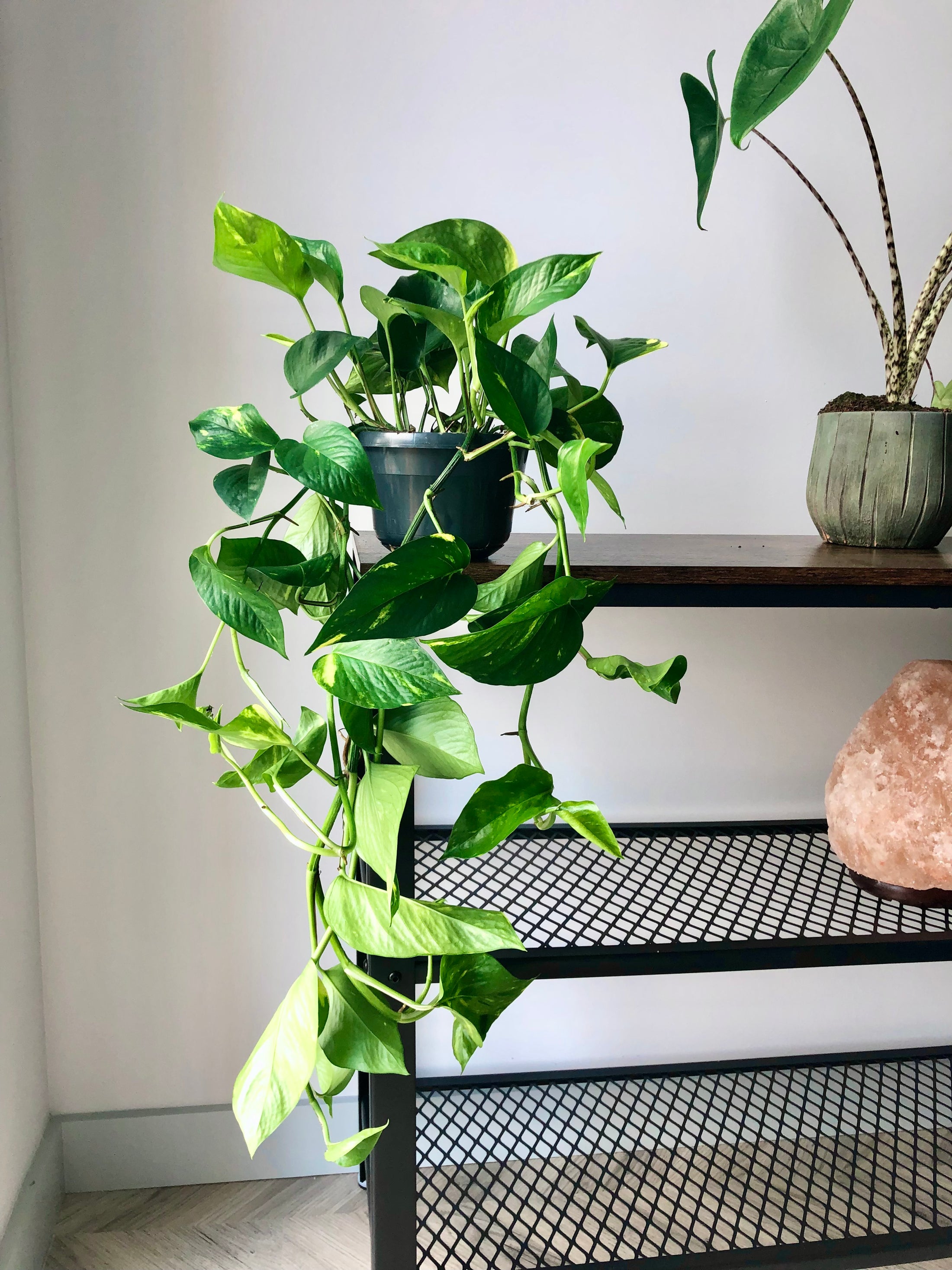 Buy Devils Ivy Plant (Epipremnum Aureum) - Single & Wholesale ...