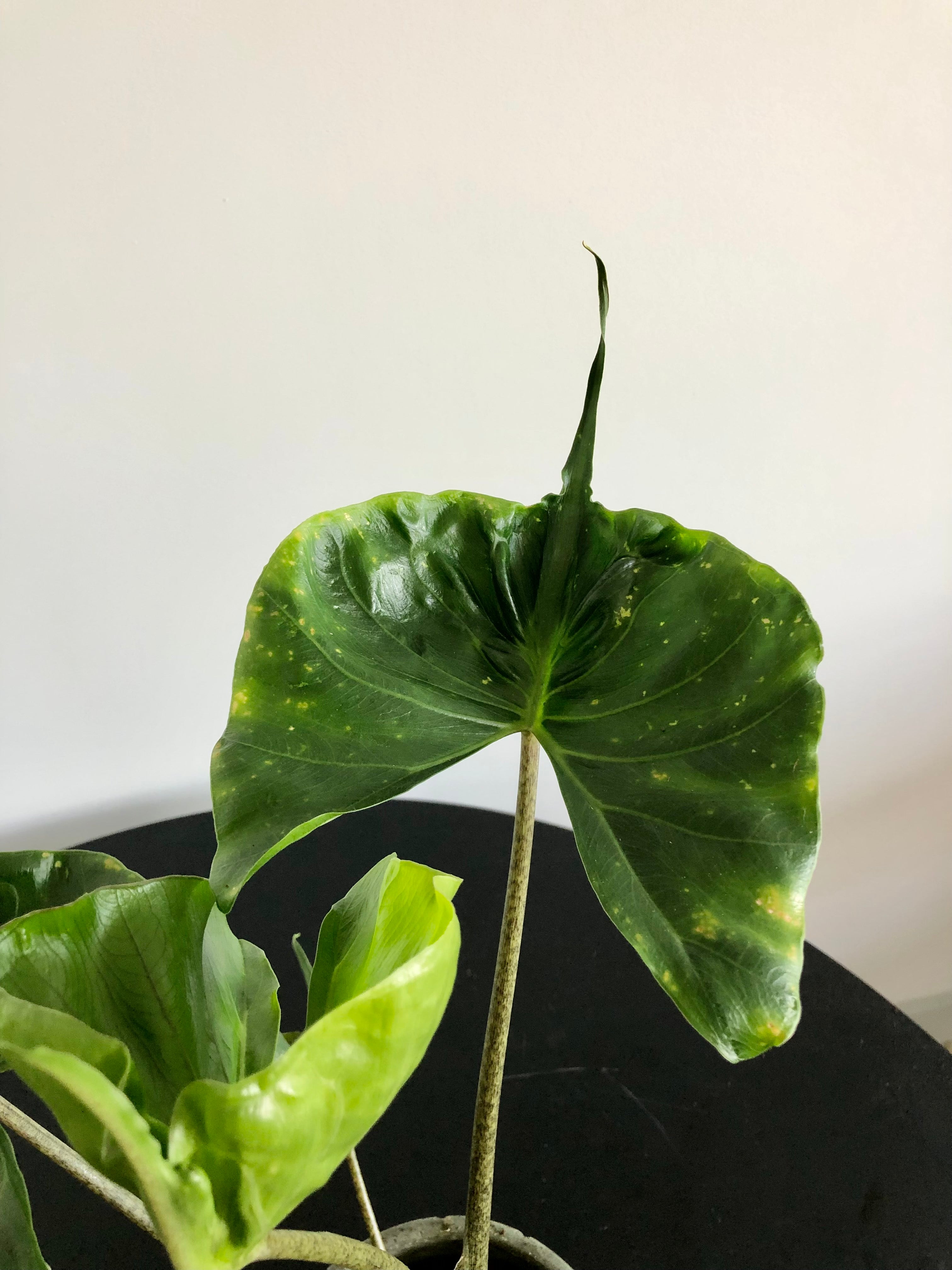 Buy Stingray Plant (Alocasia stingray) - Single & Wholesale Houseplants ...