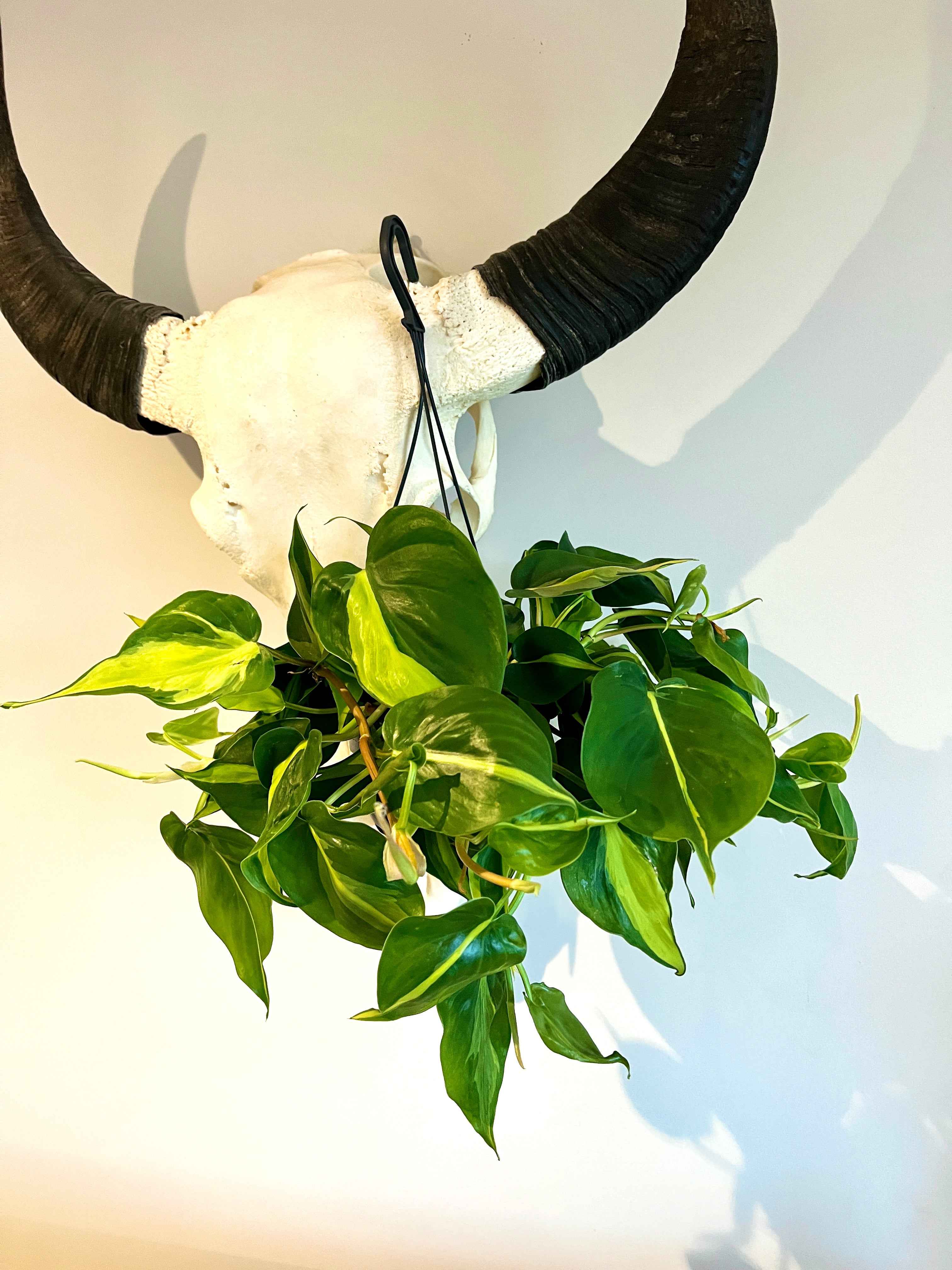 Philodendron scandens brasil (Devils Ivy) – Bristol Plant Man