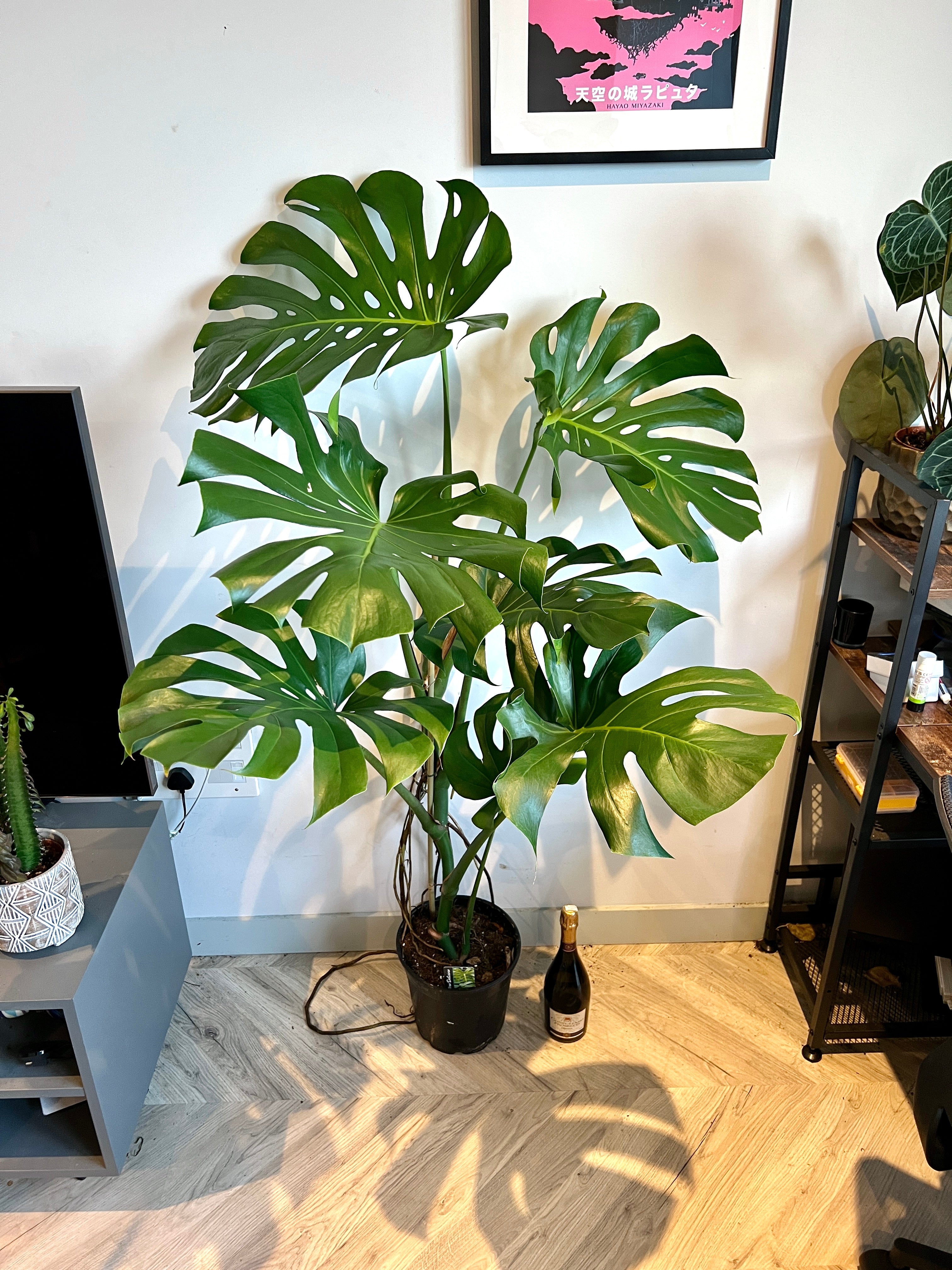 140cm Monstera Deliciosa Large Form (Swiss cheese Plant) – Bristol ...