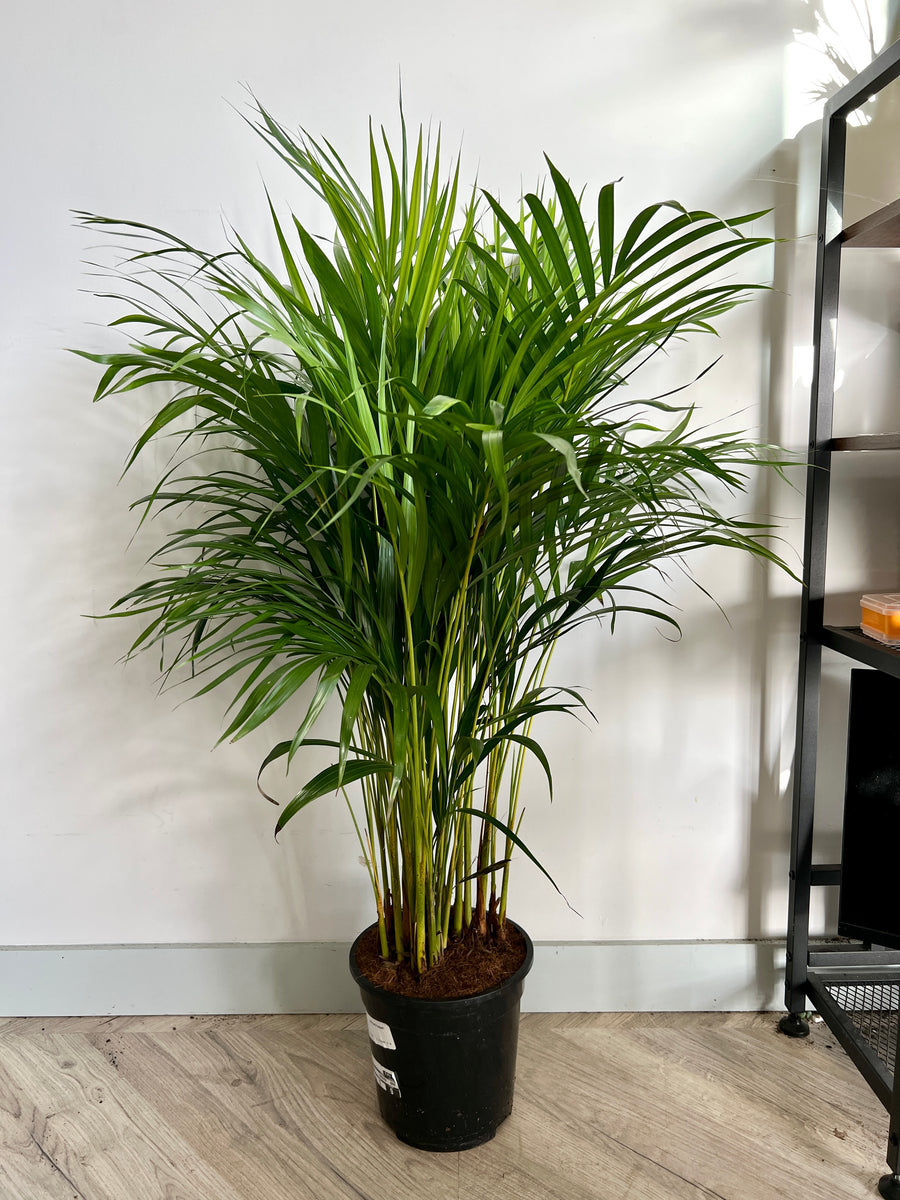 120cm Dypsis Lutescens (Areca palm) – Bristol Plant Man