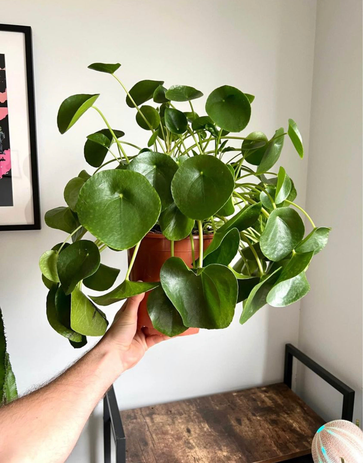 Large Pilea Peperomiodies (Chinese Money Plant) – Bristol Plant Man