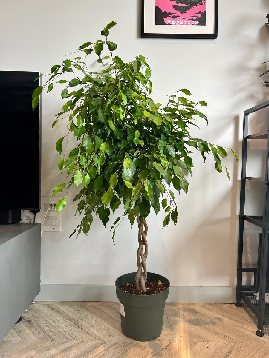 150cm Ficus Exotica - Twisted Stem Tree – Bristol Plant Man